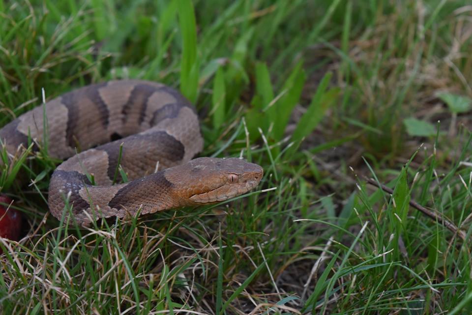 Snake Shed Found in House - Snake Control Solutions Snake Control Solutions