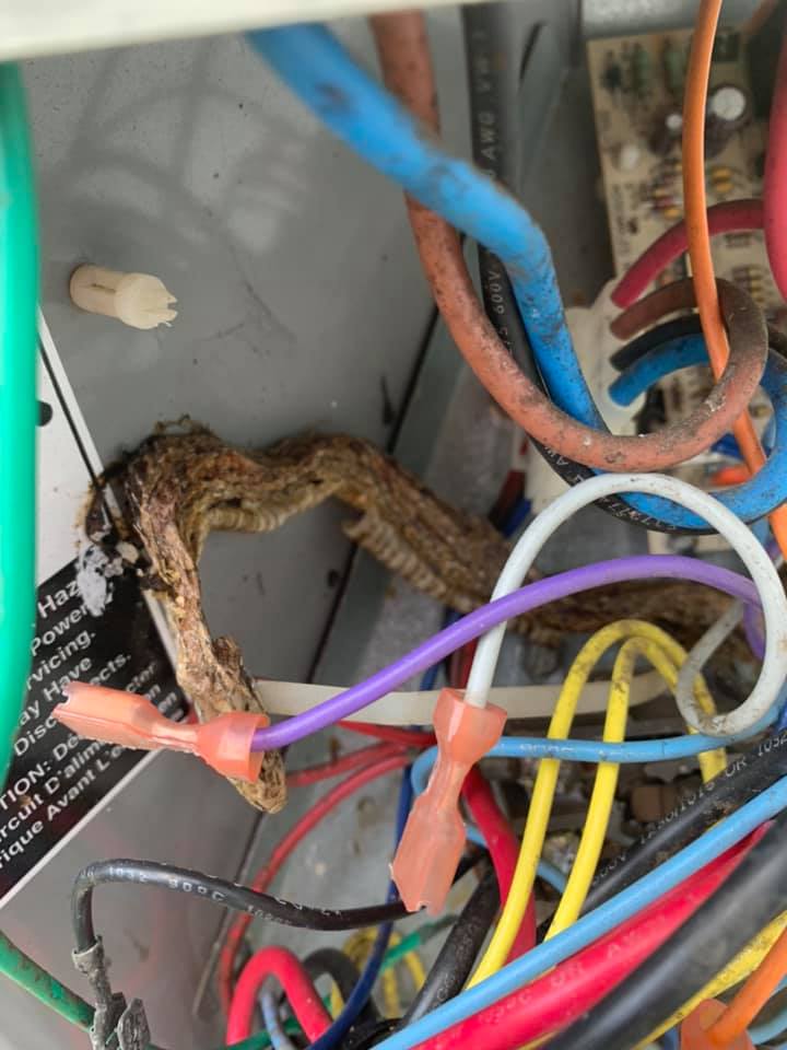 Snake Control Programs - Snake Control Solutions